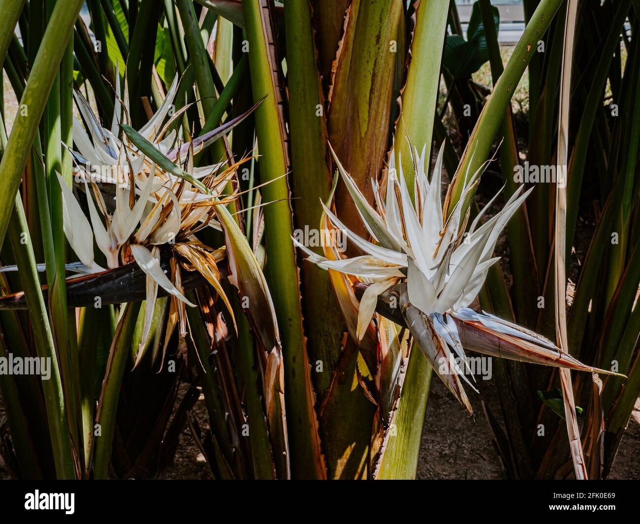 Strelitzia of nicholas hi-res stock photography and images - Alamy