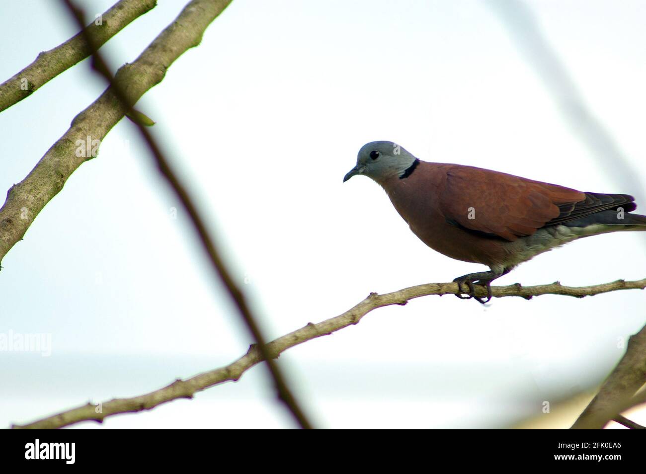 Male Red Turtle-Dove, reddish body with blue-grey head and dark slaty ...