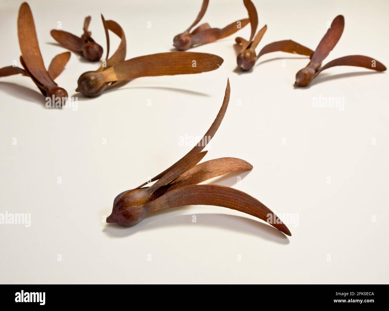 Shorea fruit hi-res stock photography and images - Alamy