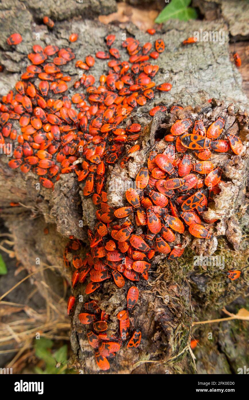 Pyrrhocoris apterus – the firebug – is a common insect of the family ...