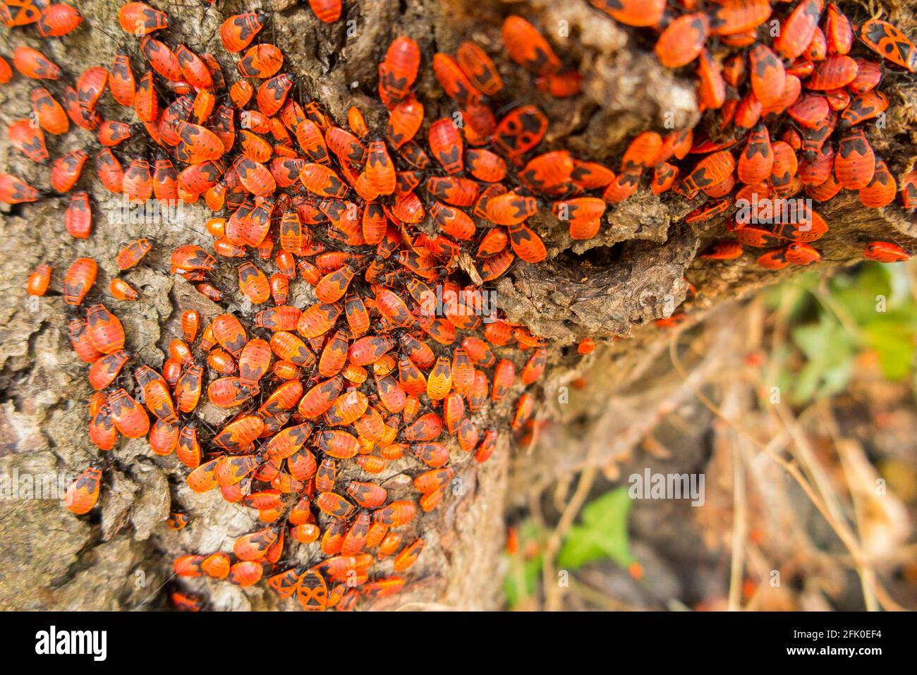 Pyrrhocoris apterus – the firebug – is a common insect of the family ...