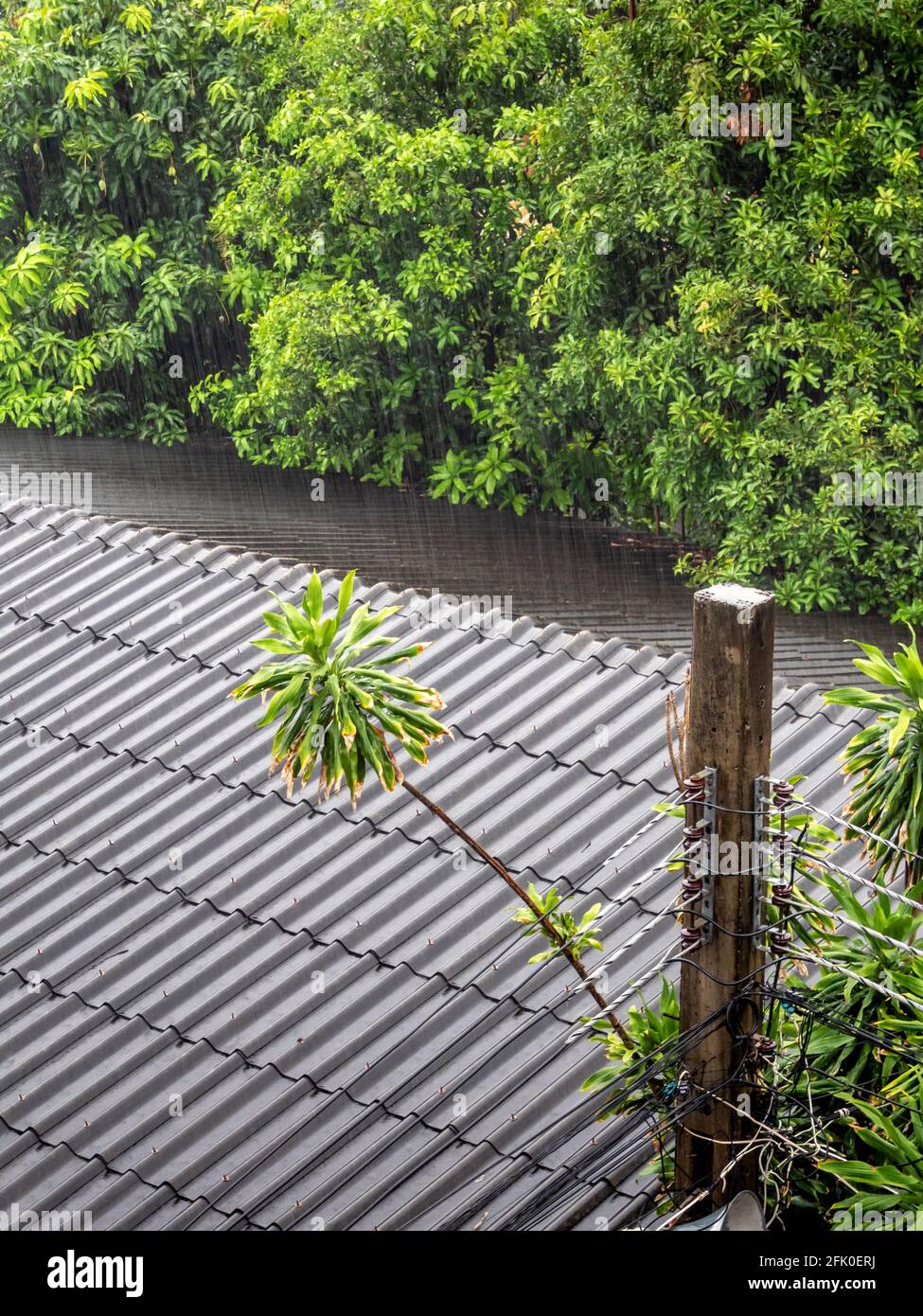 Roof tiles tree branches hi-res stock photography and images - Alamy
