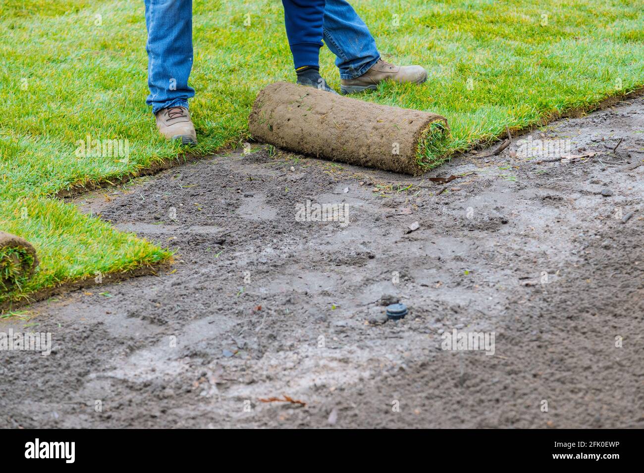 Applying rolled green grass with laying sod for new lawn applying turf ...