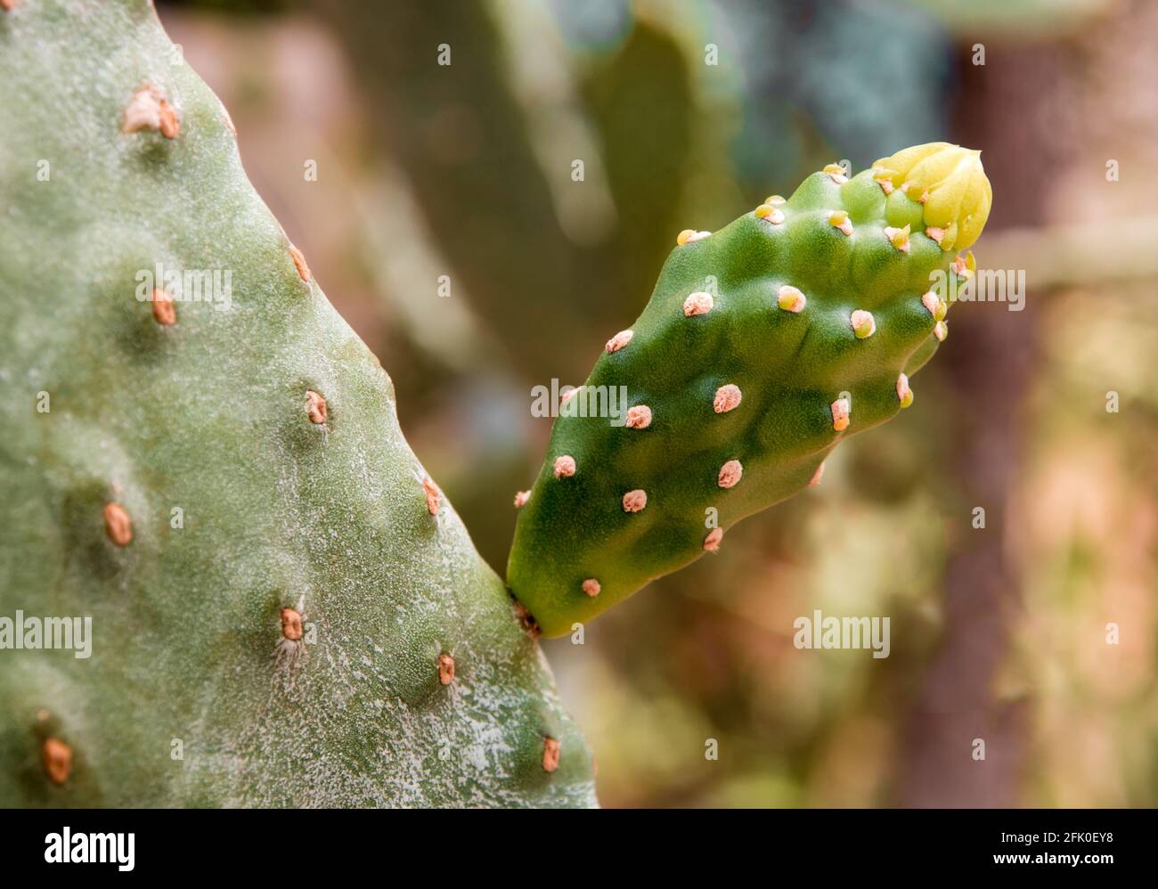 Small bud of cactus growing from a big cactus stump Stock Photo - Alamy