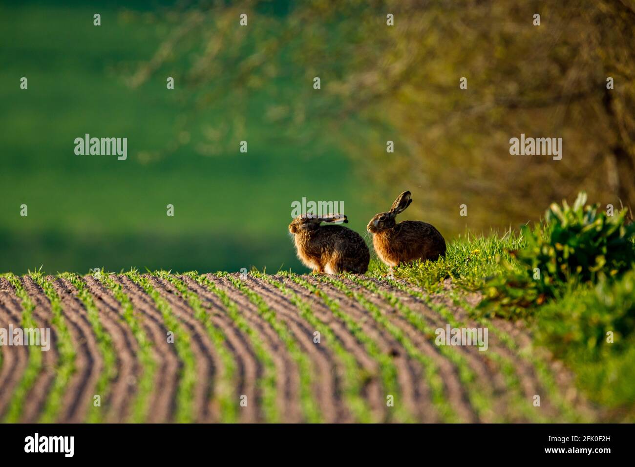 A wild hare on a field Stock Photo - Alamy