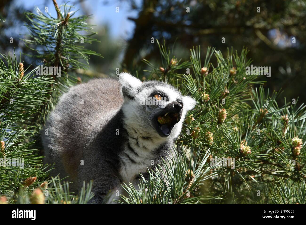 Ring-tailed Lemur Eating from Tree Stock Photo - Alamy