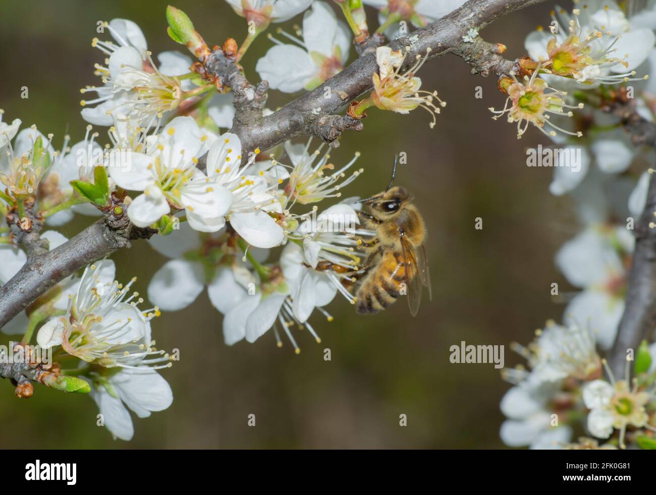 Close up view of bee collects nectar and pollen on a white blossoming ...