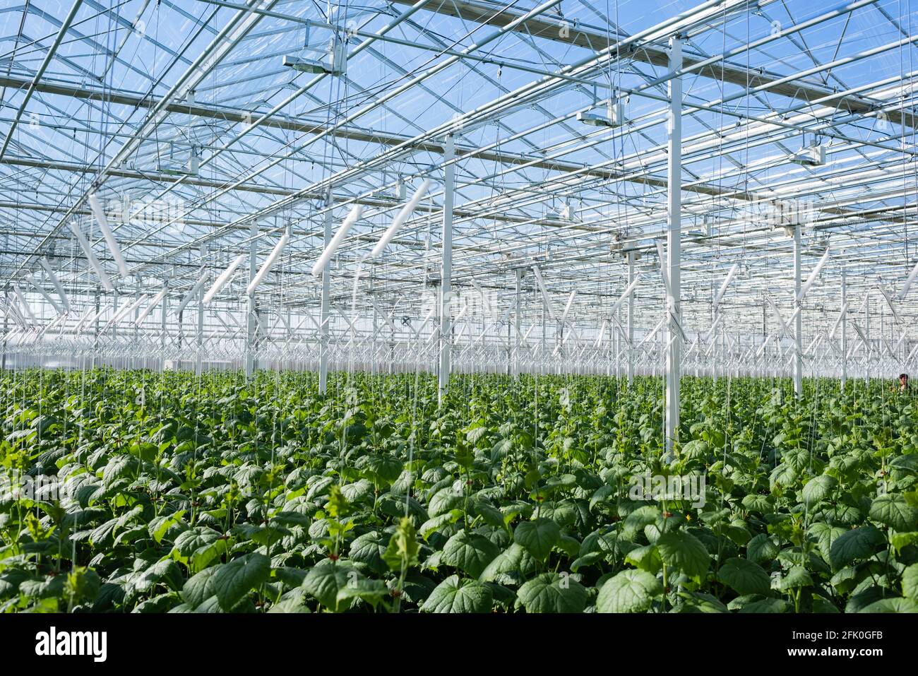 plantation of cucumber plants in greenhouse with natural light Stock ...