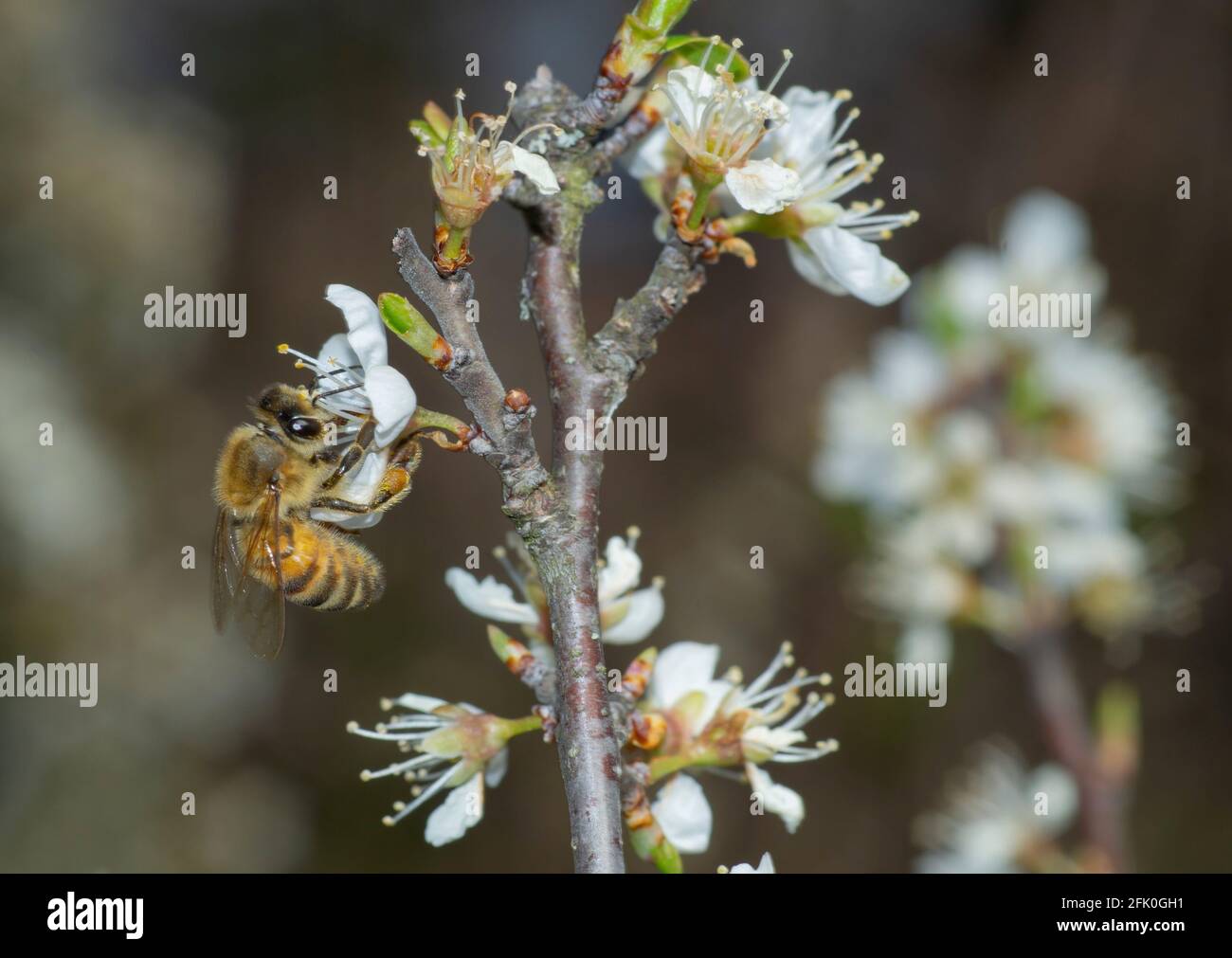Close up view of bee collects nectar and pollen on a white blossoming ...