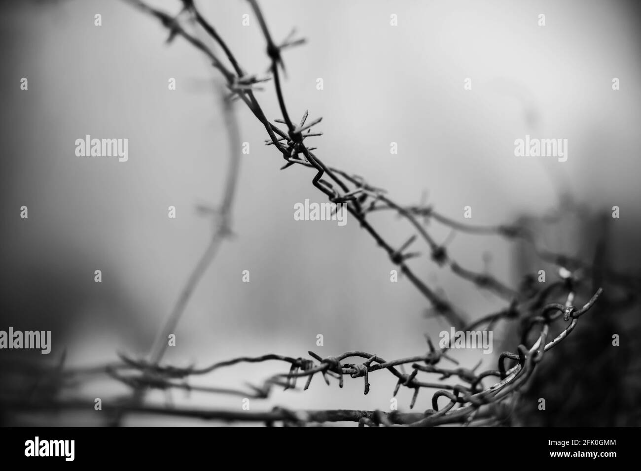 A black-and-white image of an old rusty tangled barbed wire on the ...