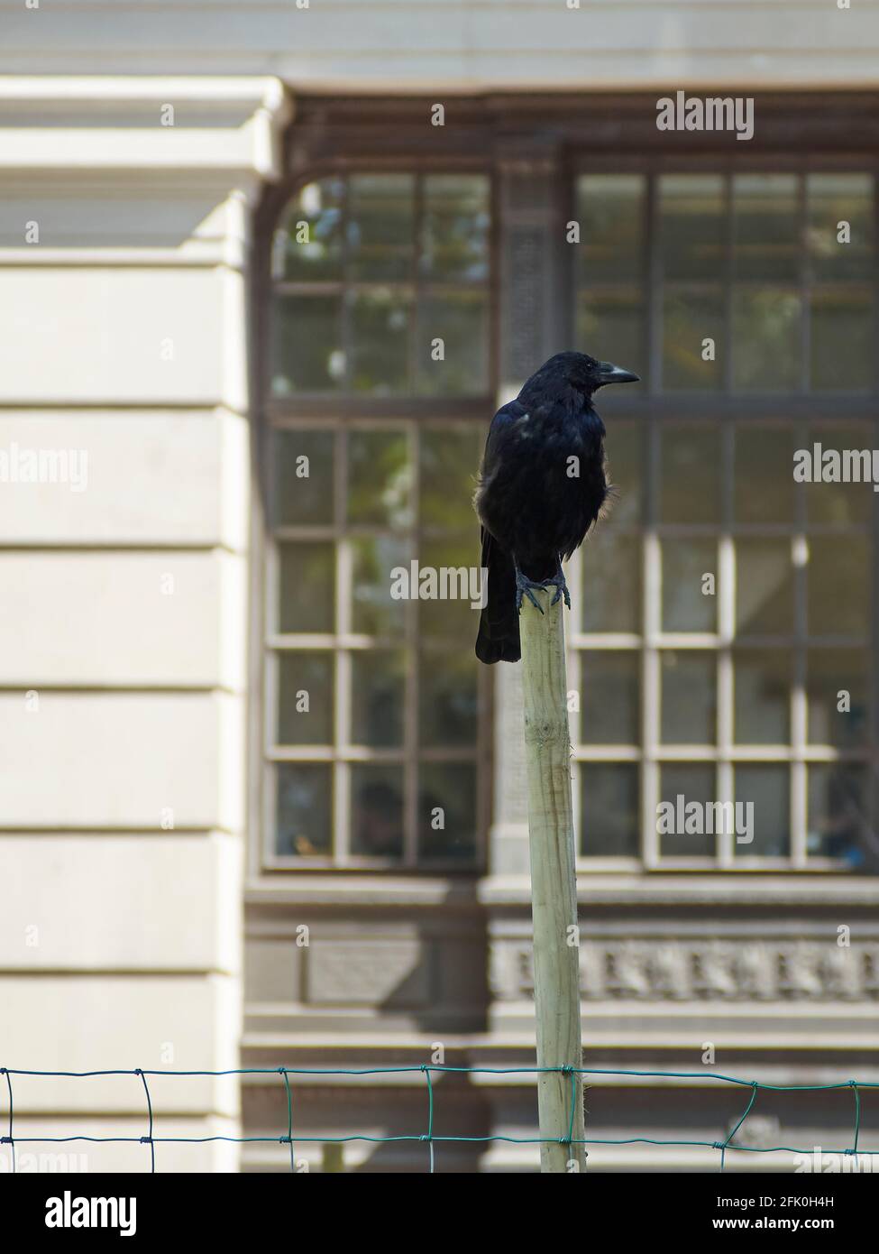 Crow profile hi-res stock photography and images - Alamy