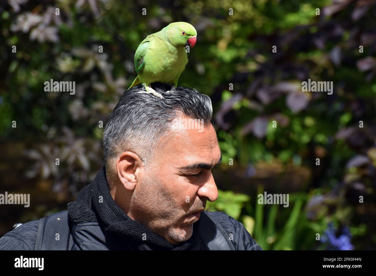 London, UK. 27th Apr, 2021. Parakeets in the park. Sunshine in St James ...