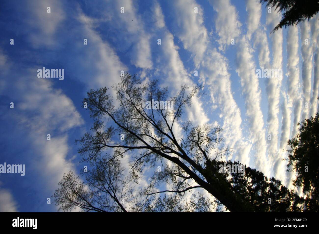 Stratocumulus Undulatus Clouds Stock Photo - Alamy