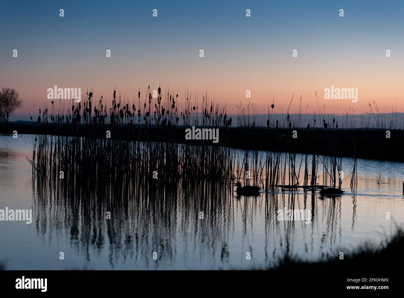 Lake with silhouette of brush weeds with sunset Stock Photo - Alamy