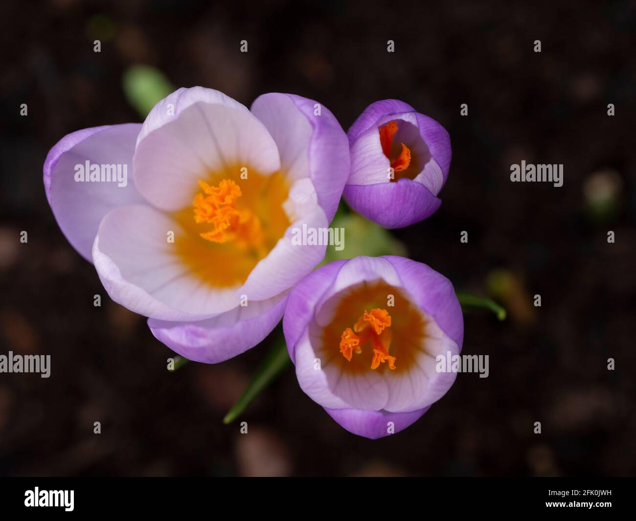 Purple crocus yellow centre hi-res stock photography and images - Alamy
