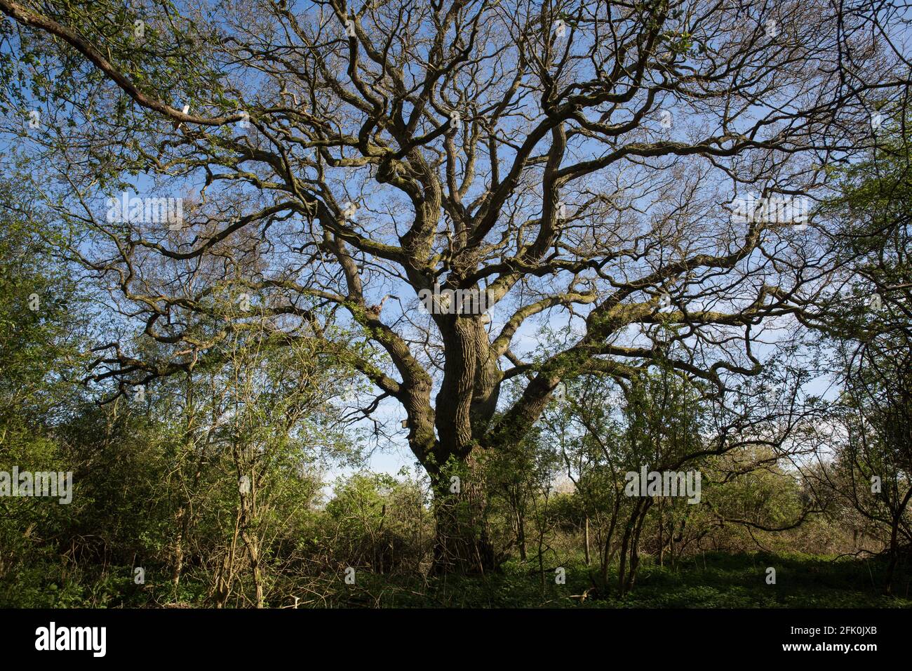 Calvert, UK/ 26th April, 2021. An oak tree is pictured in the remaining ...