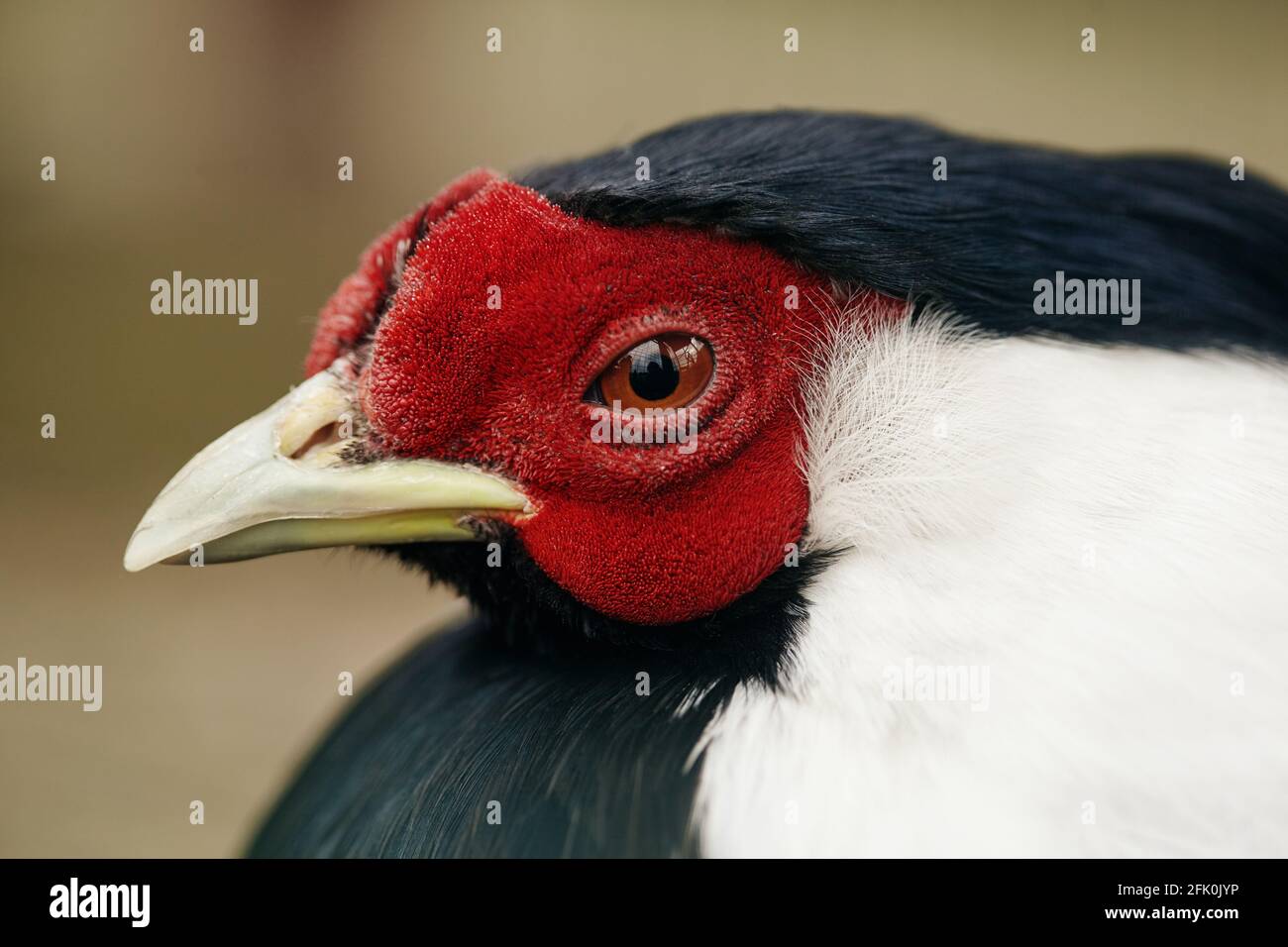 Chicken head with chicken scallop and beak close-up Stock Photo - Alamy