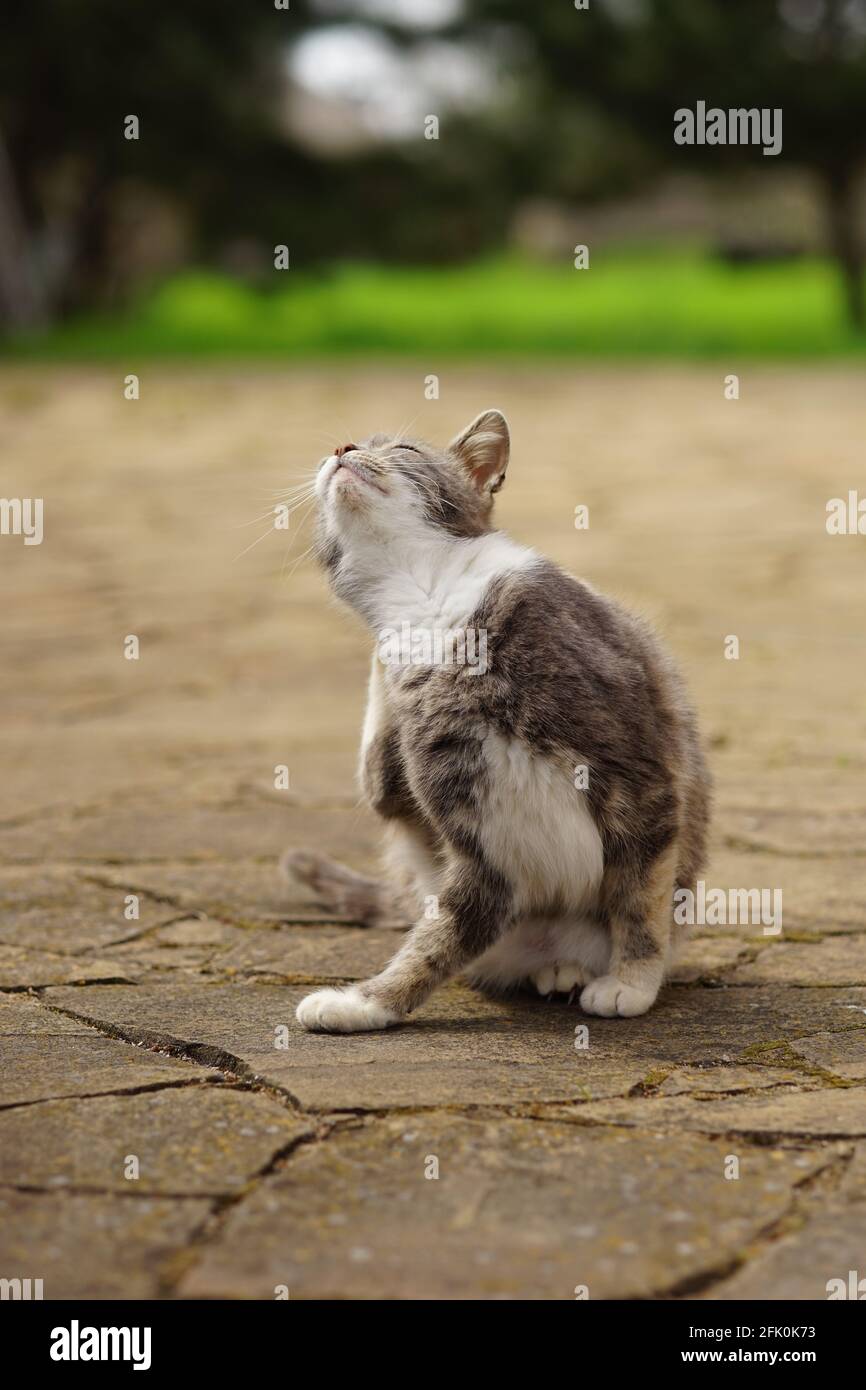 Scratching behind the ear hi-res stock photography and images - Alamy