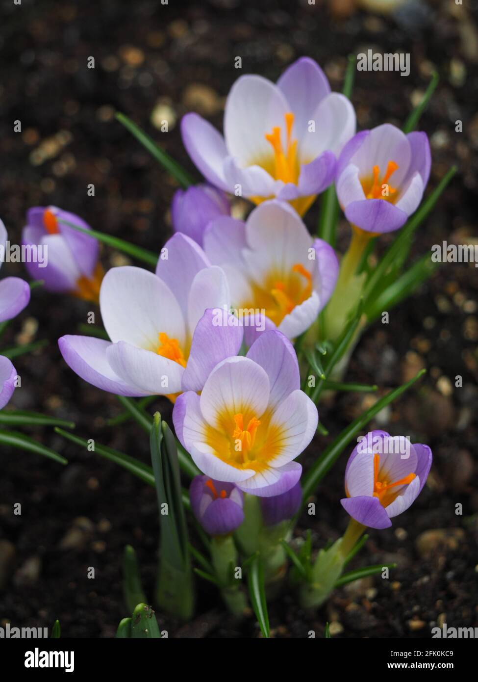 Phototropic hi-res stock photography and images - Alamy