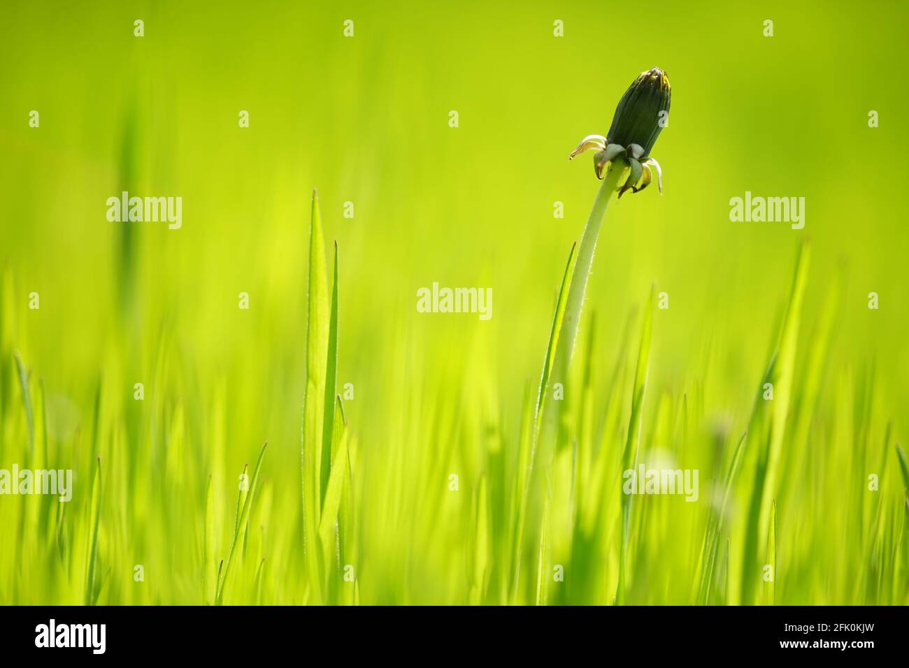 Closed dandelion flower grows in sunny spring grass Stock Photo - Alamy