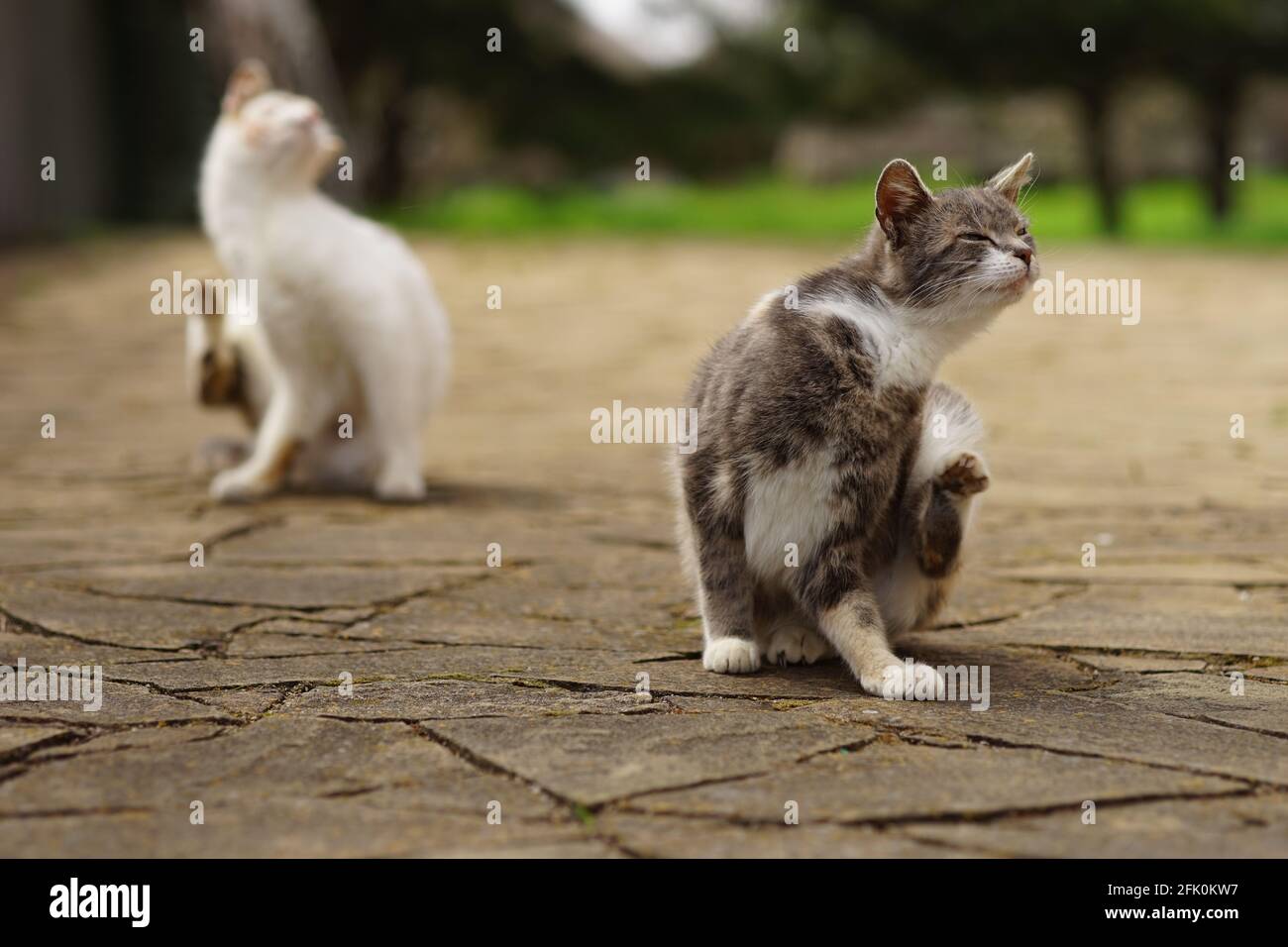 Two cats paw scratching fleas behind the ear in spring park Stock Photo ...