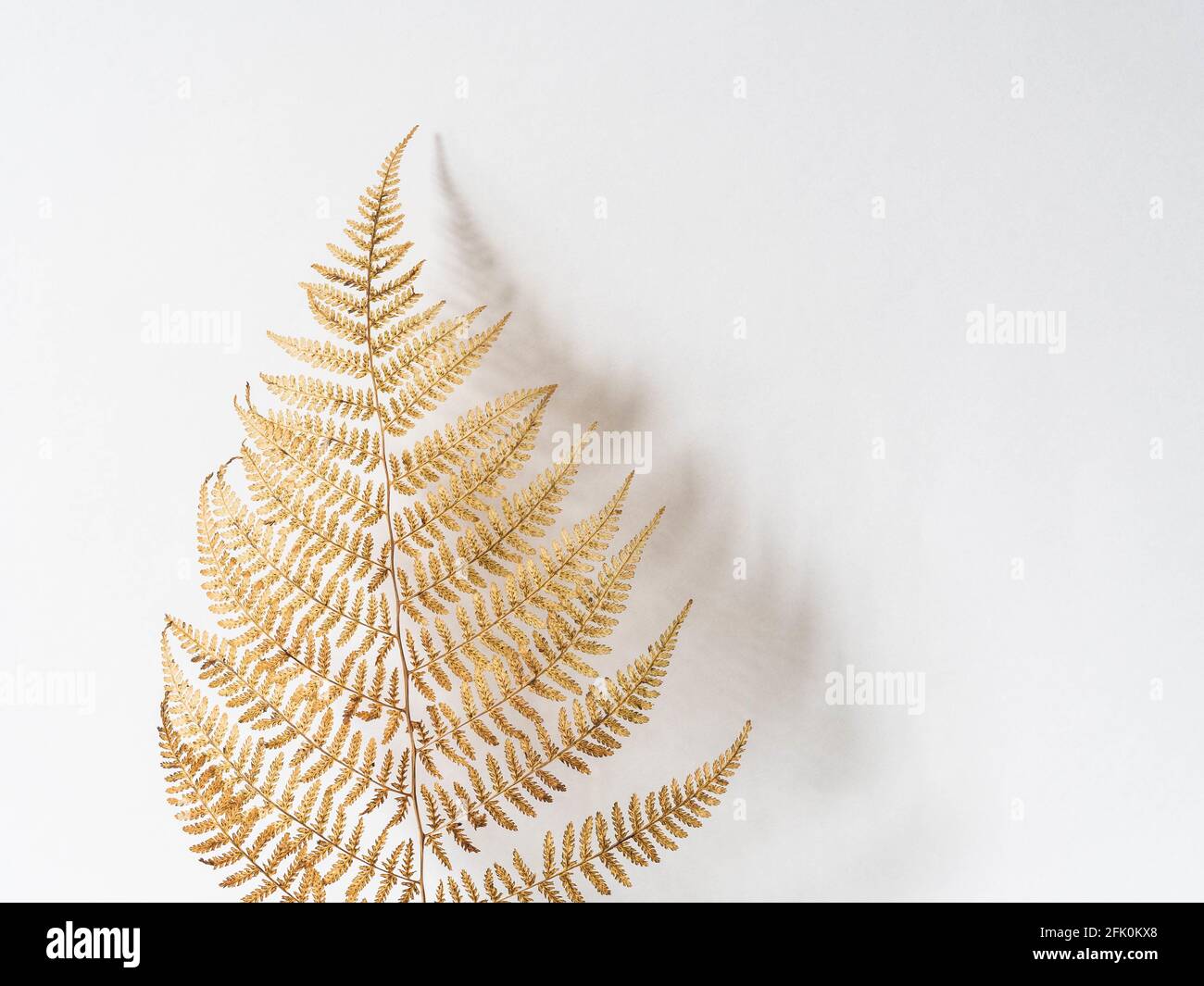 Golden fern isolated on white background. Minimal botany background ...