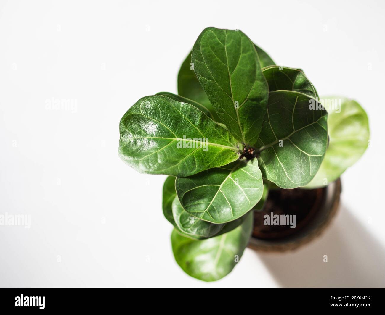 Green leafs ficus lyrata bombino on white background. Minimal ...