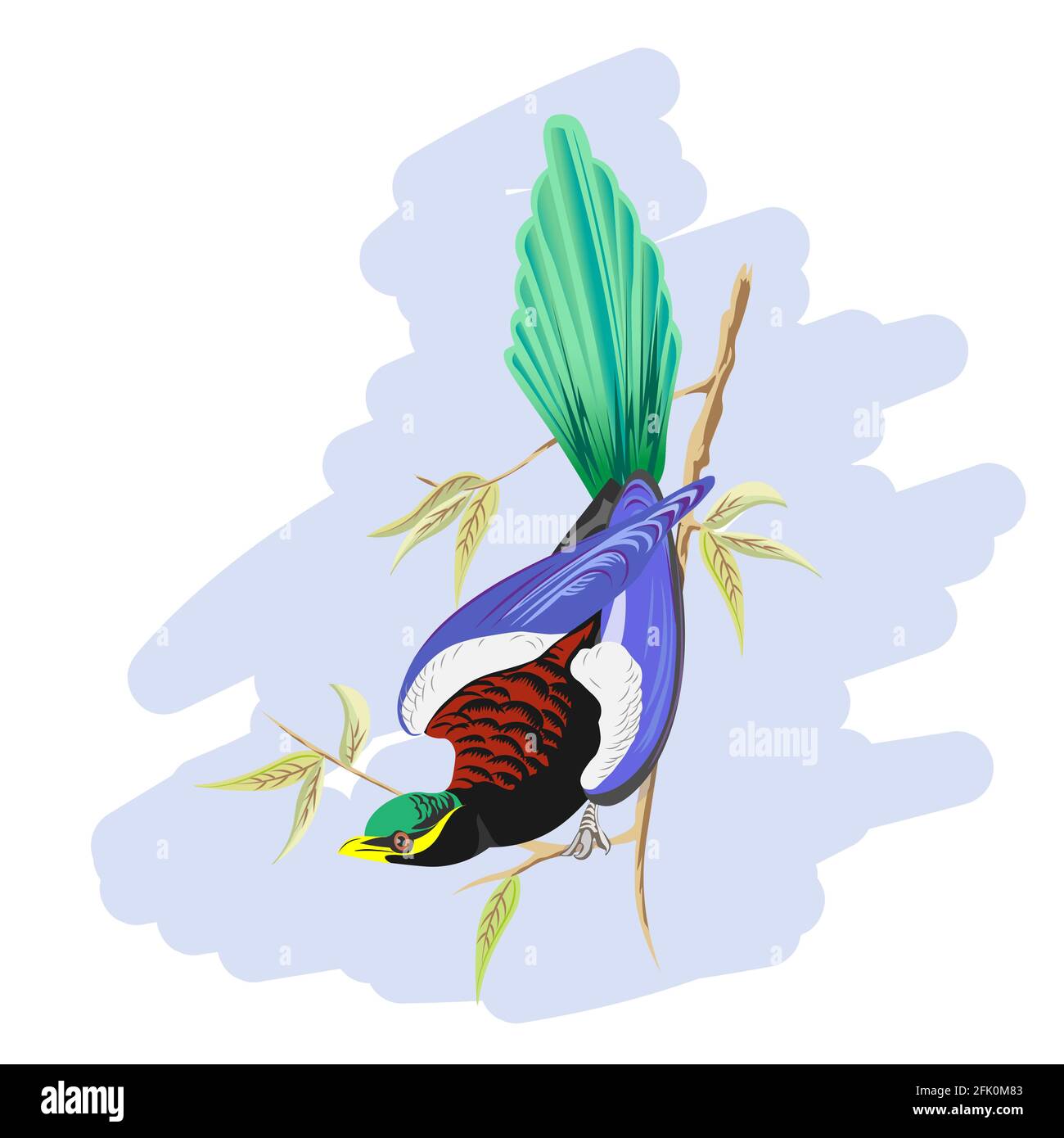 Illustration of California Magpie (Pica Nuttalli) descending a tree ...