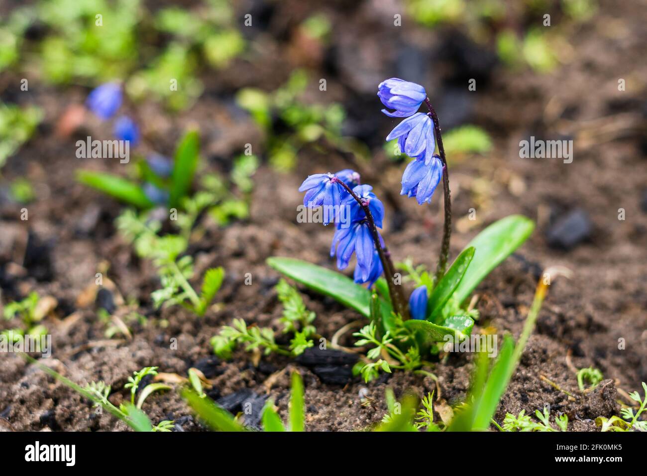 Small flower bulbs in soil hi-res stock photography and images - Alamy