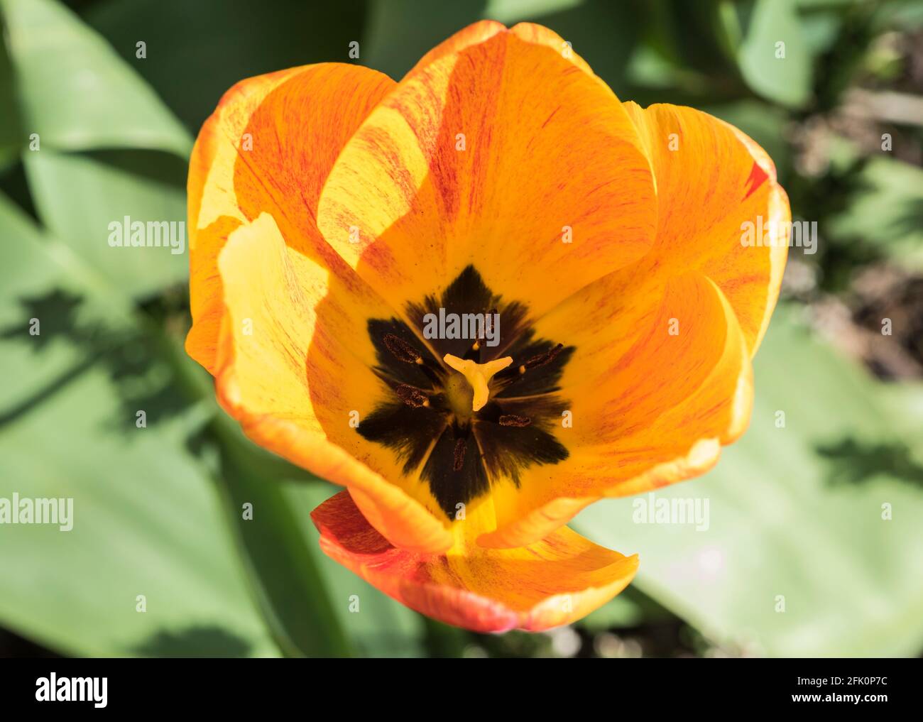 Yellow flowered Tulip cultivar Stock Photo - Alamy