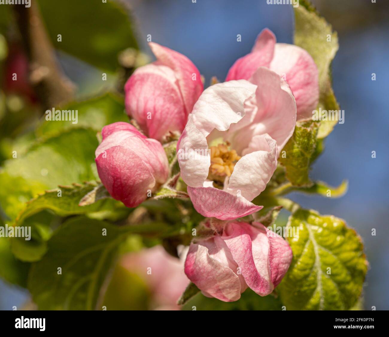 Bramleys seedling flowering hi-res stock photography and images - Alamy