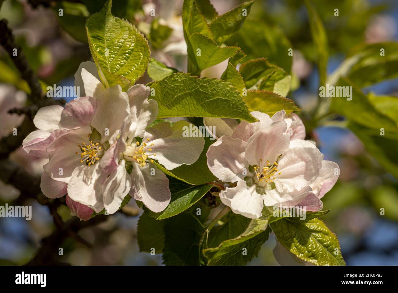 Bramley apple tree hi-res stock photography and images - Alamy