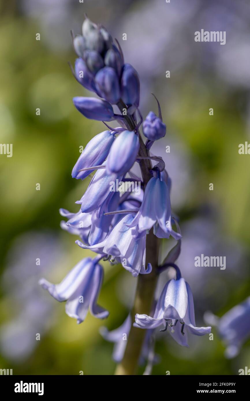 Spanish bluebell bulb hi-res stock photography and images - Alamy