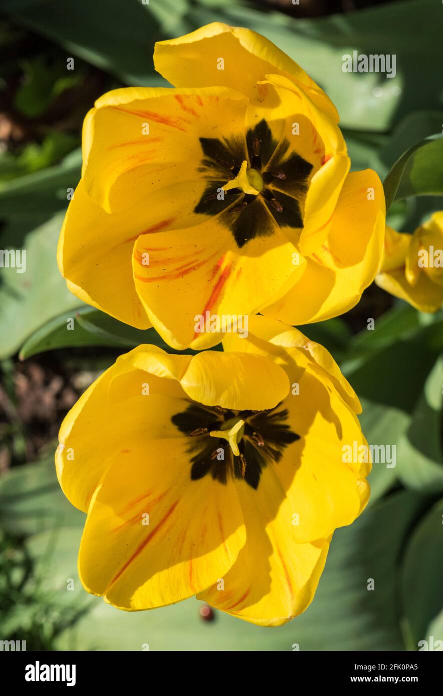 Yellow flowered Tulip cultivar Stock Photo - Alamy