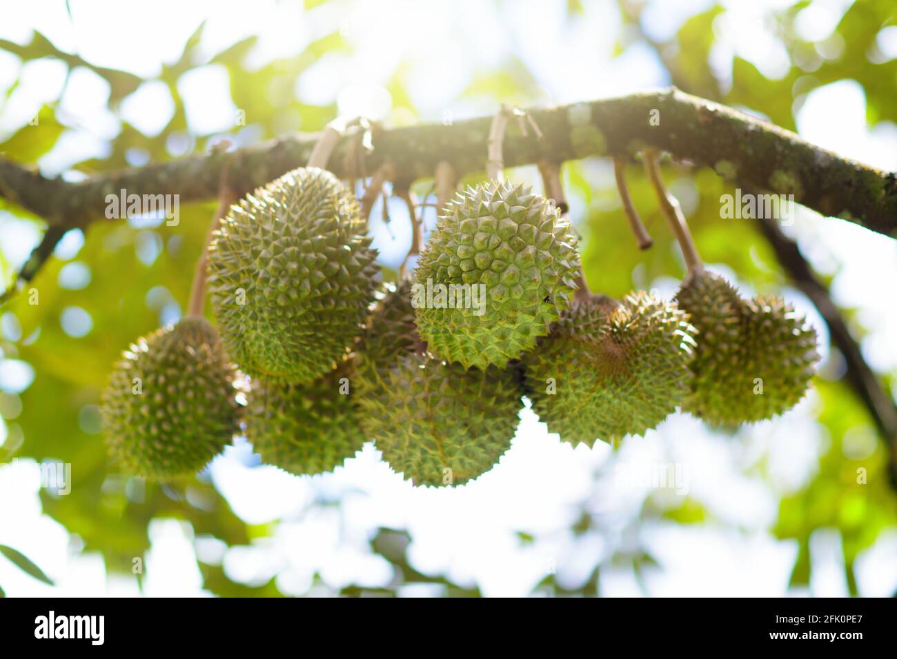 Durian growing on tree. Exotic tropical fruits of Thailand and Malaysia ...