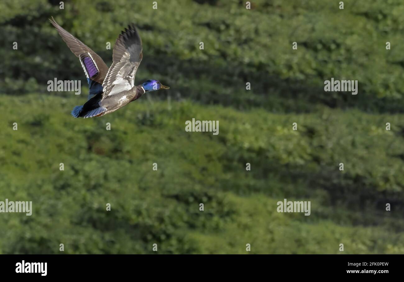 Selective focus of a blue-headed mallard duck flying against a ...