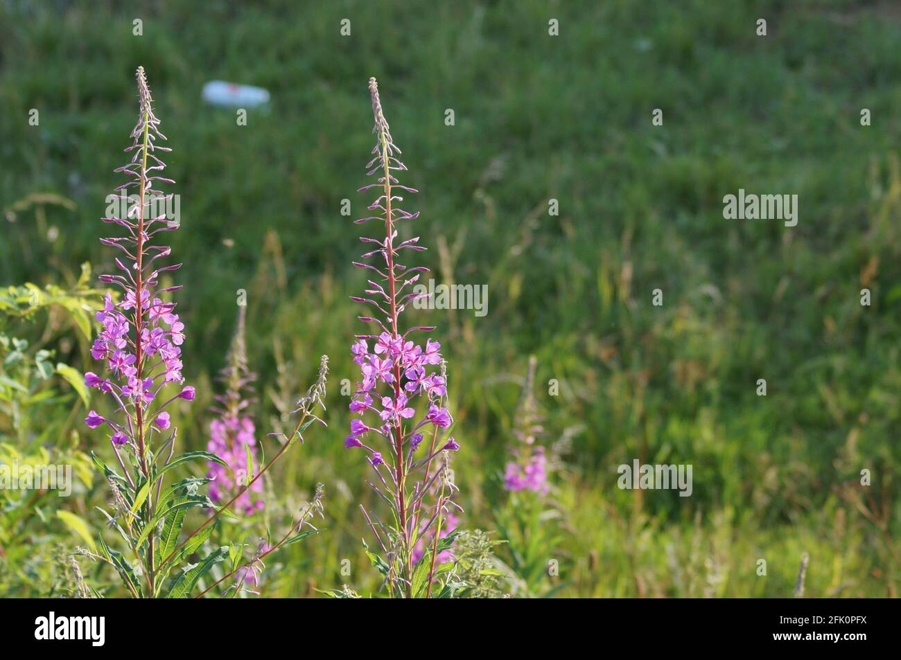 Pink wildflowers with a soft-focus natural background and litter left ...