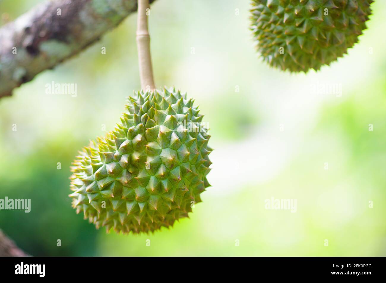 Durian growing on tree. Exotic tropical fruits of Thailand and Malaysia ...