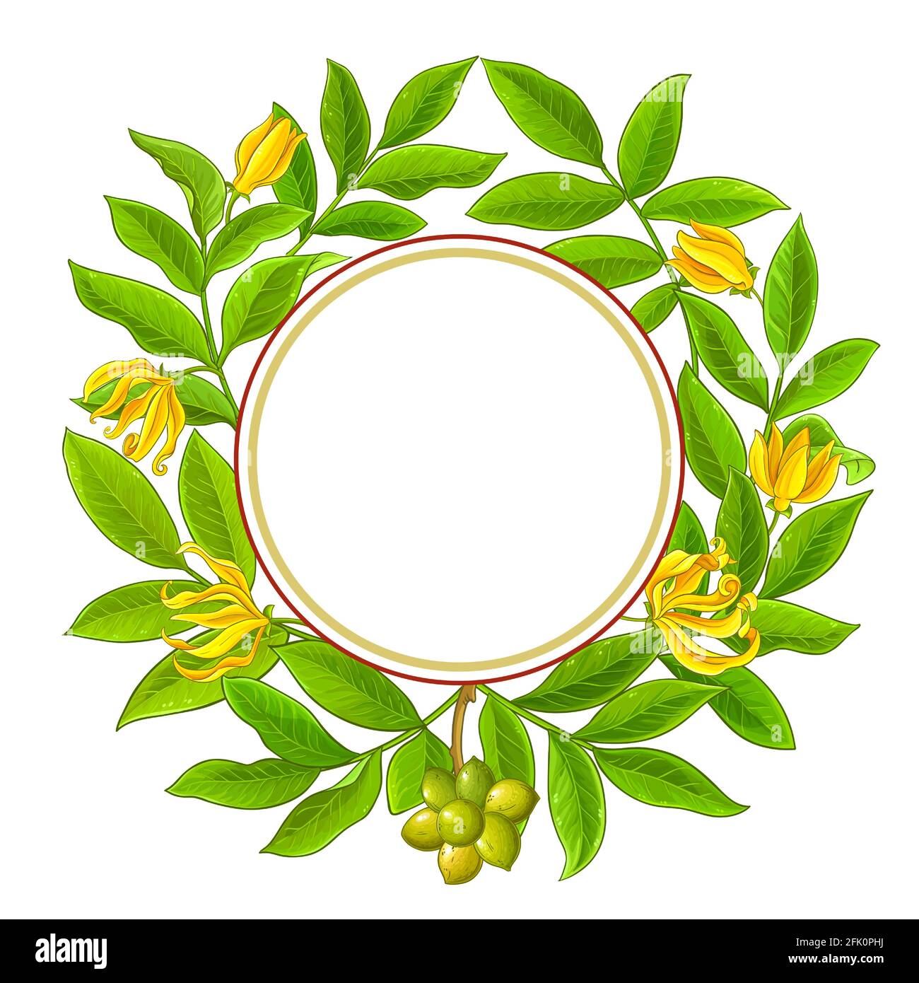 ylang ylang circle frame on white background Stock Vector Image & Art ...