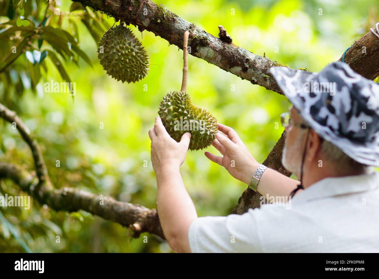 Durian growing on tree. Farmer picking exotic tropical fruits of ...