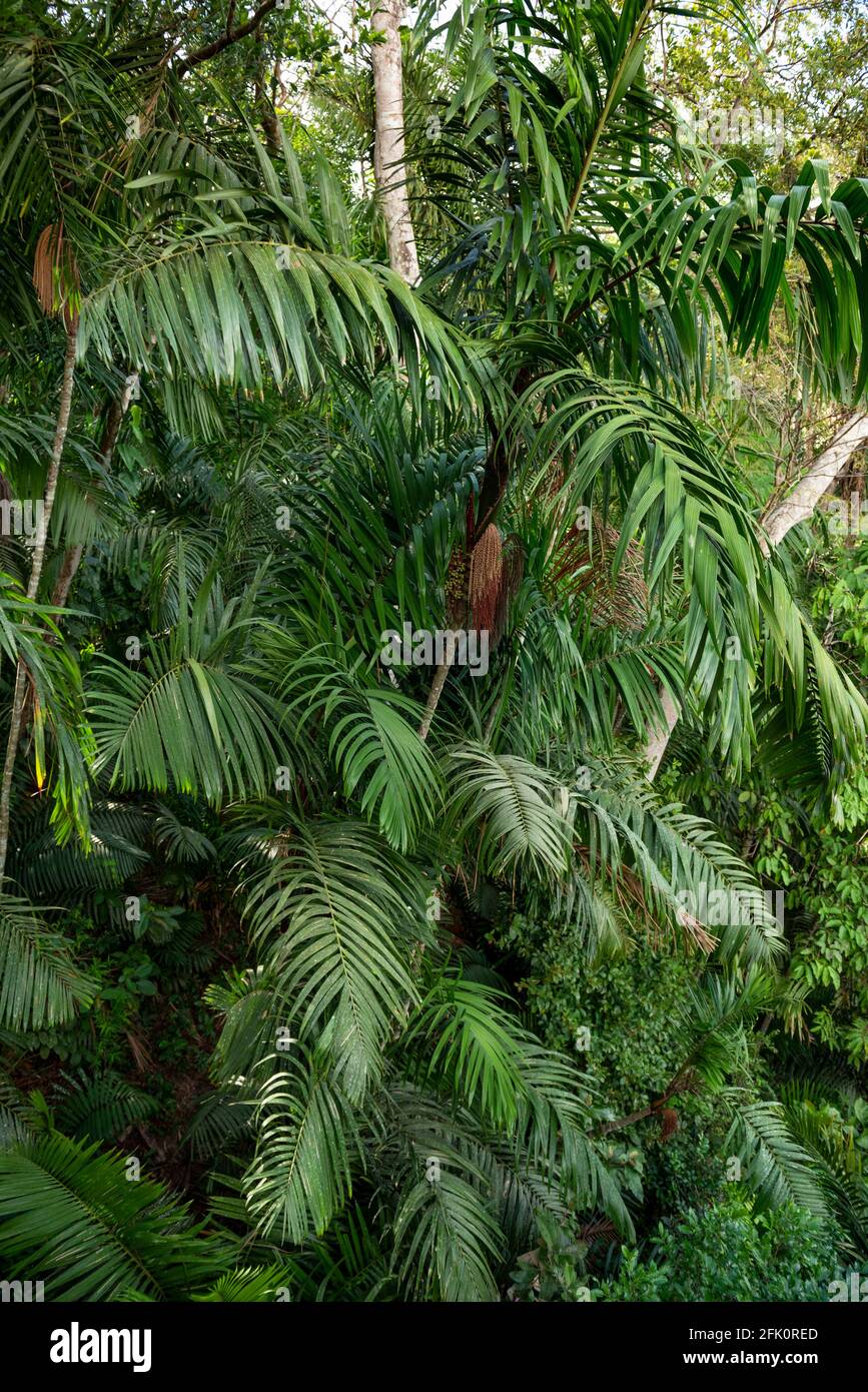Full Frame Shot Of Palm Tree Leaves, Soberania National Park, Panama ...