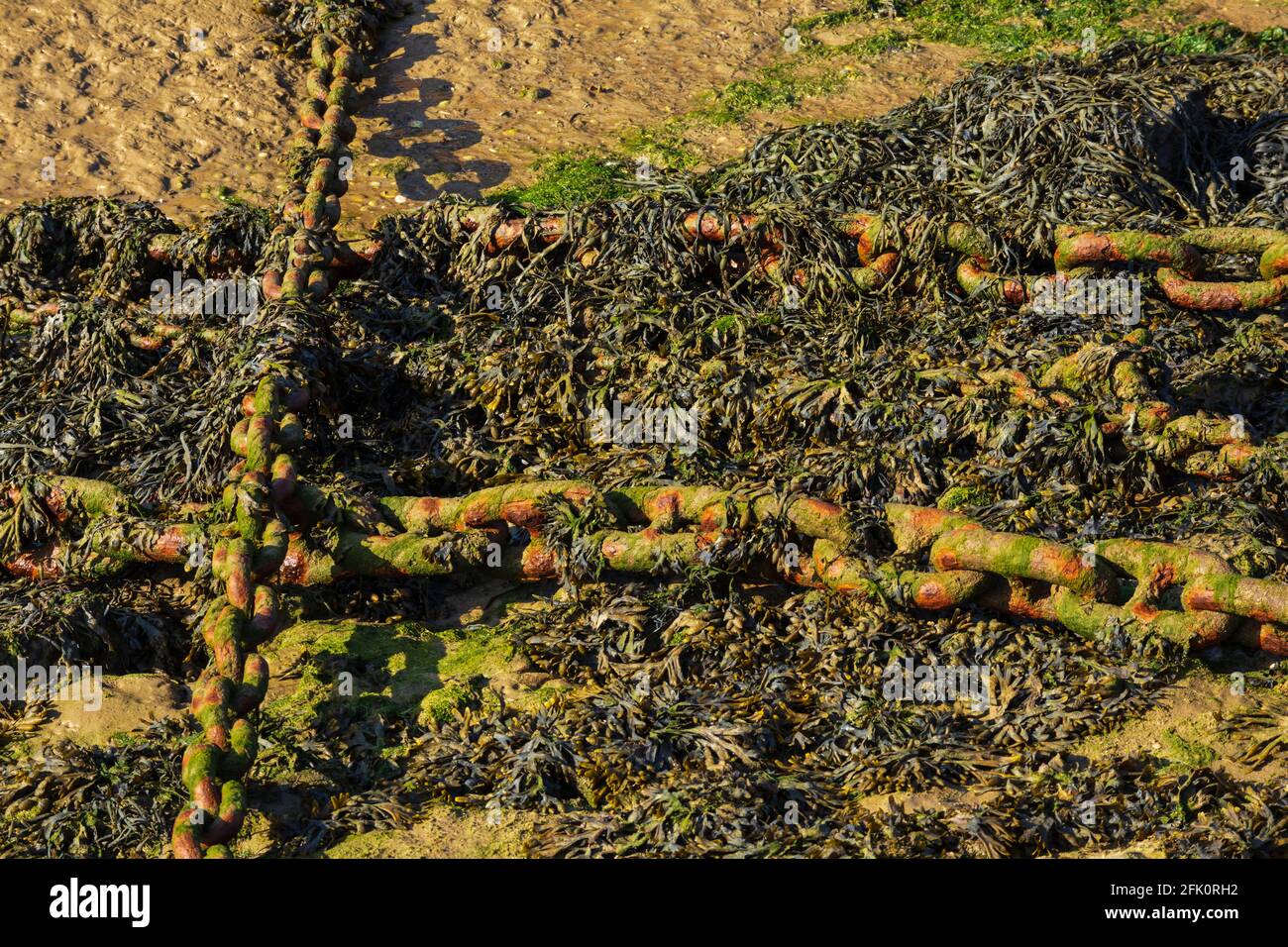 A Tangle of Mooring Chains and Seaweed at Low Tide on River Crouch at ...
