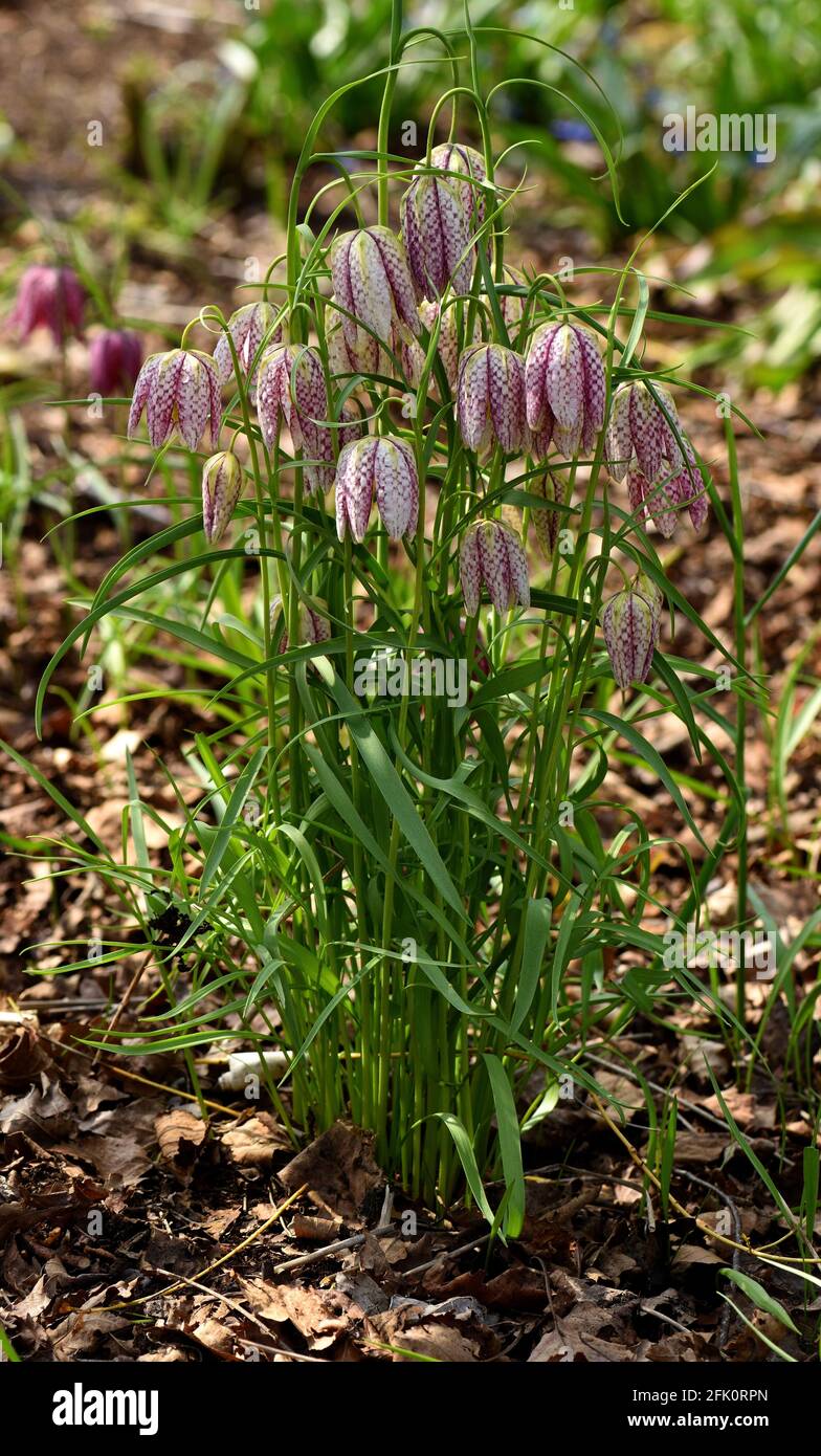 Snakes flower hi-res stock photography and images - Alamy
