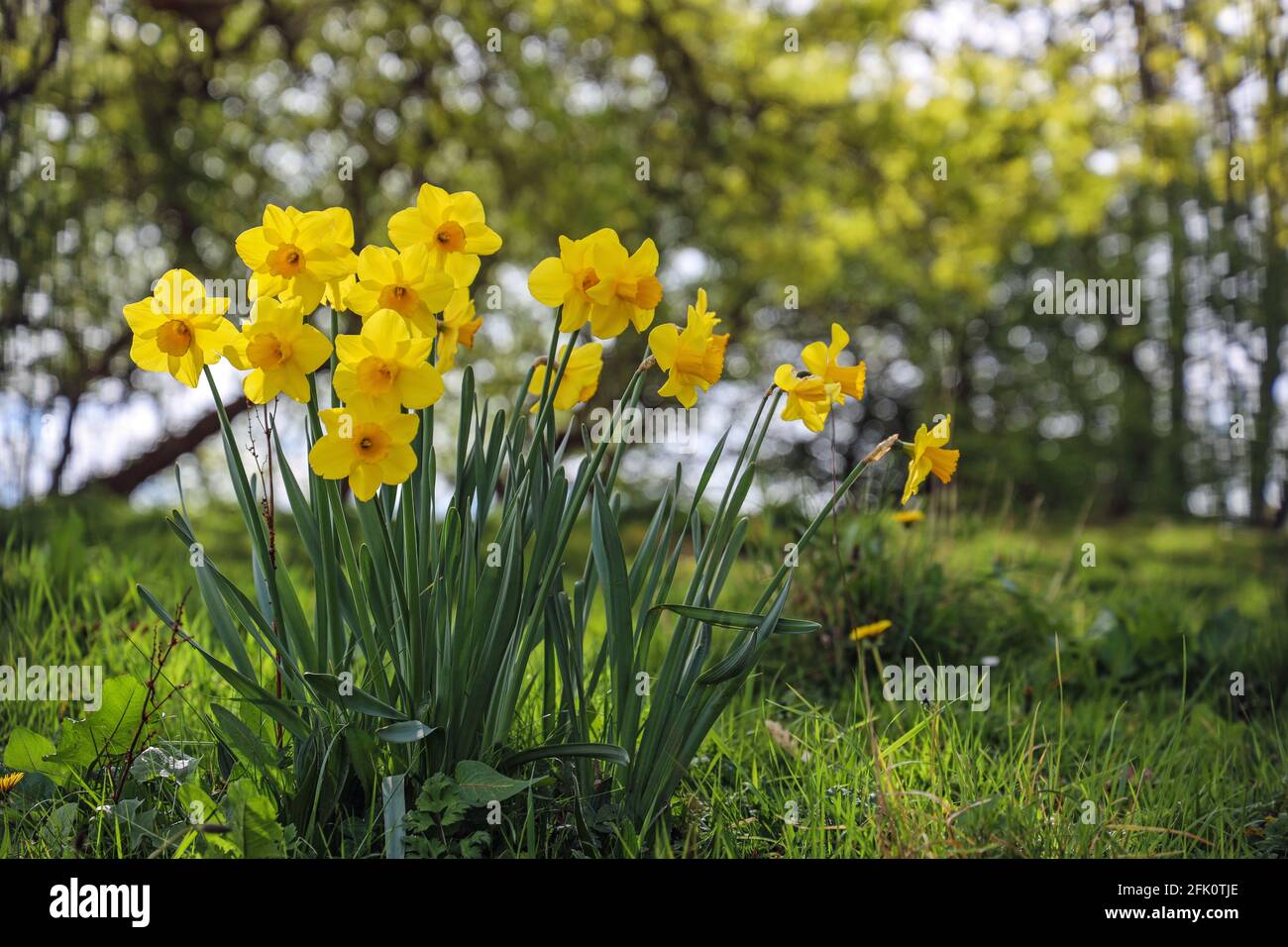 Devonport park hi-res stock photography and images - Alamy