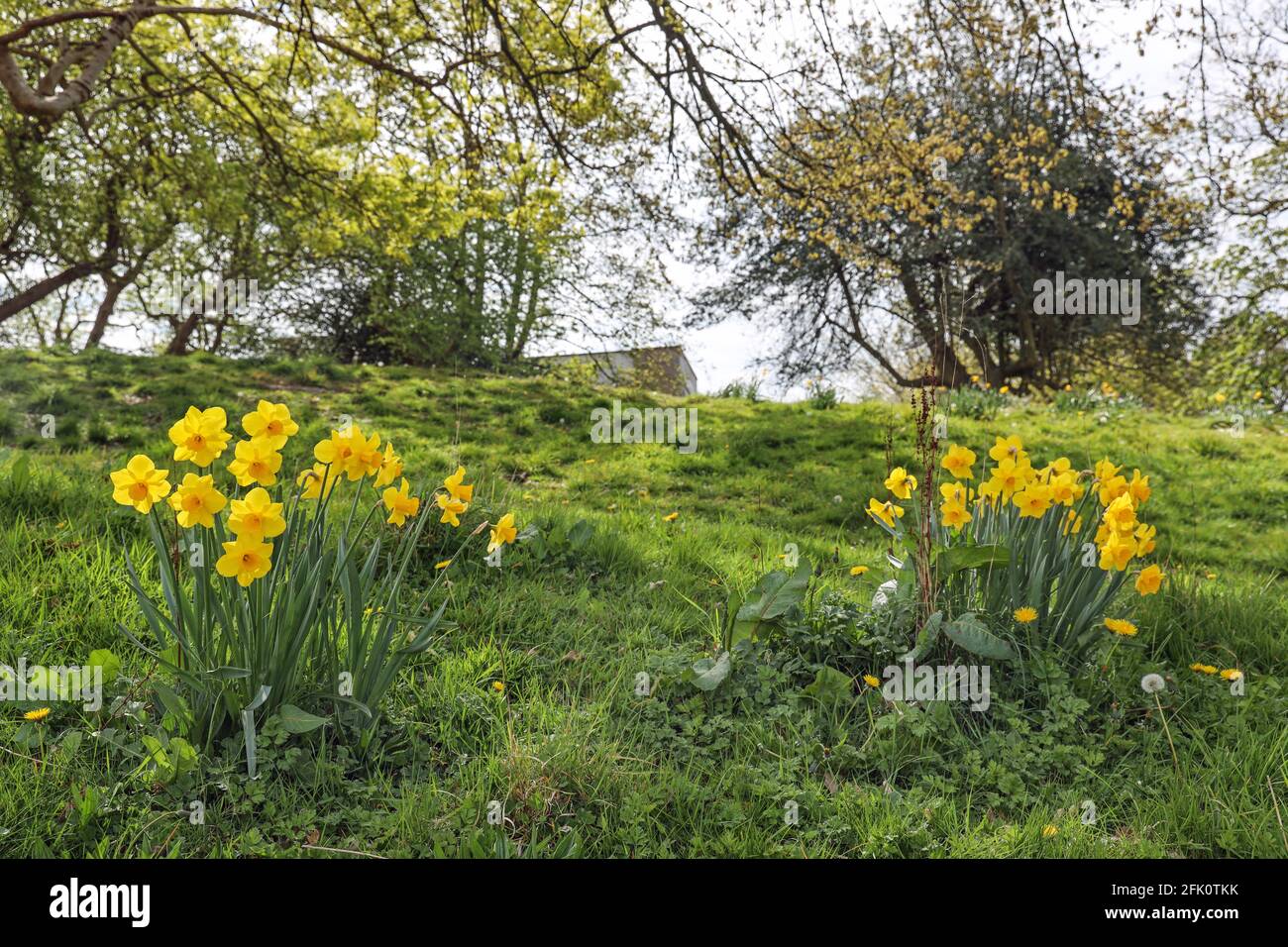 Narcissus offer a cheary springtime welcome to visitors at Devonport ...