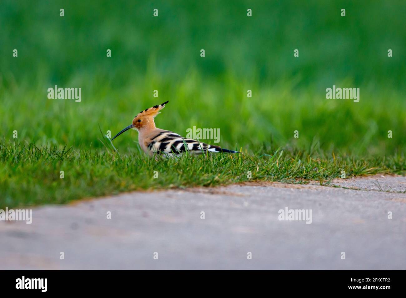 The eurasian hoopoe bird on a meadow Stock Photo - Alamy