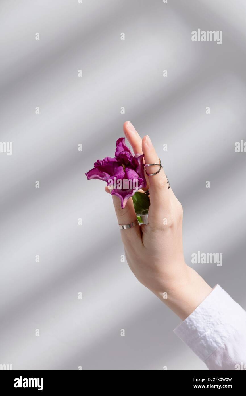 Female hand with rings holds purple tulip. Gray background, diagonal ...