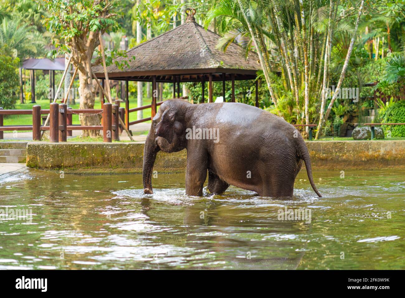 Elephant bathing in pool hi-res stock photography and images - Alamy