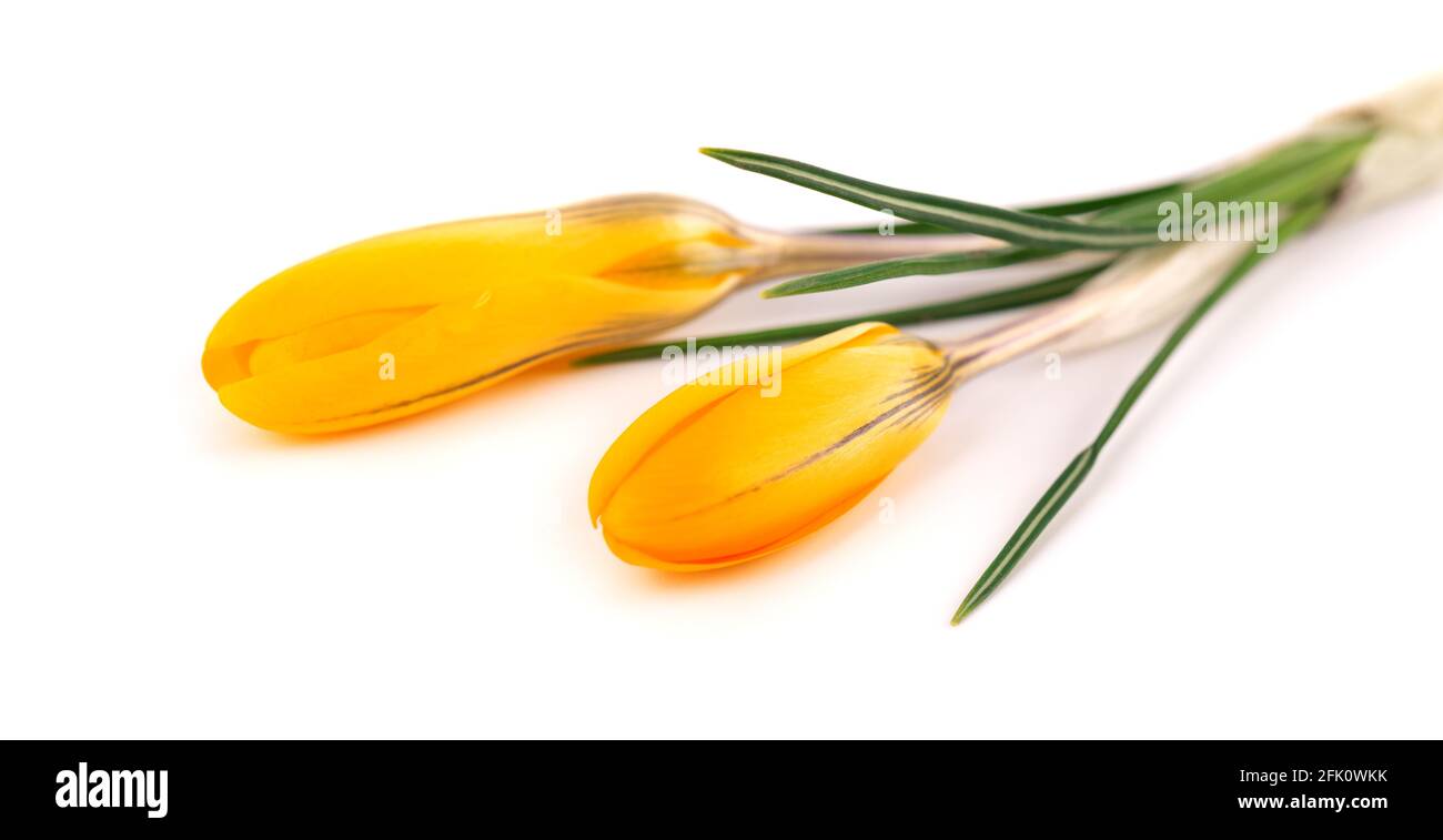 Yellow crocus flower isolated on white background. Beautiful spring ...