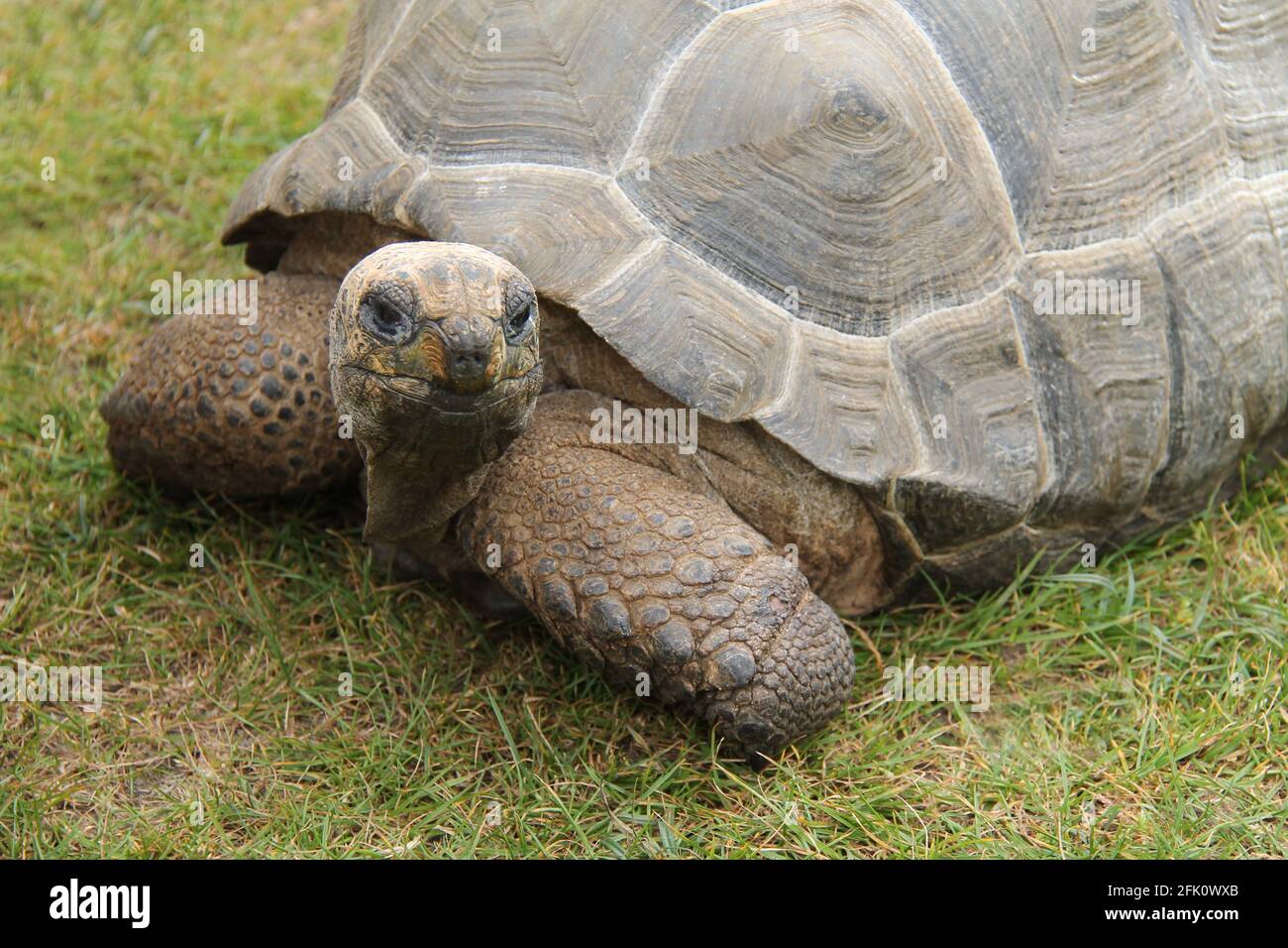 An Interesting Look from a Large Old Tortoise Stock Photo - Alamy